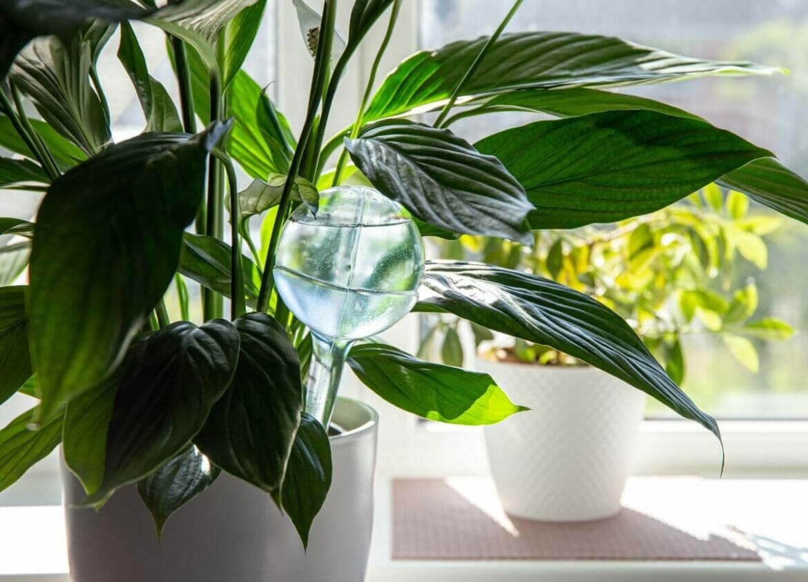 8 Common Reasons Your Peace Lily is Drooping - Petal Republic