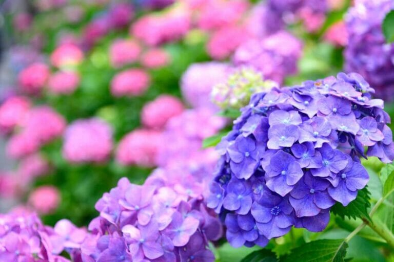 Exploring the Beautiful Colors of Hydrangeas - Petal Republic