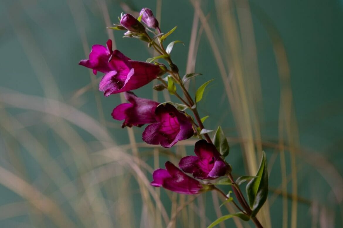 50 Stunning Native Colorado Flowers and Wildflowers - Petal Republic