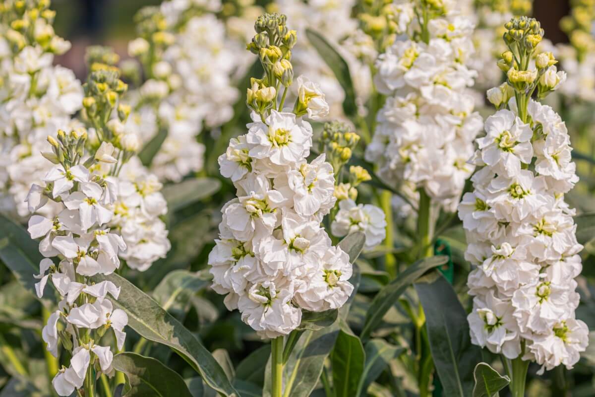 Ultimate Guide to Day of the Dead Flowers (Día de los Muertos) - Petal ...