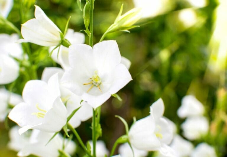 75 White Flower Types with Names and Pictures - Petal Republic