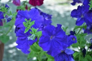 Petunia Flower Meaning and Symbolism in Floriography