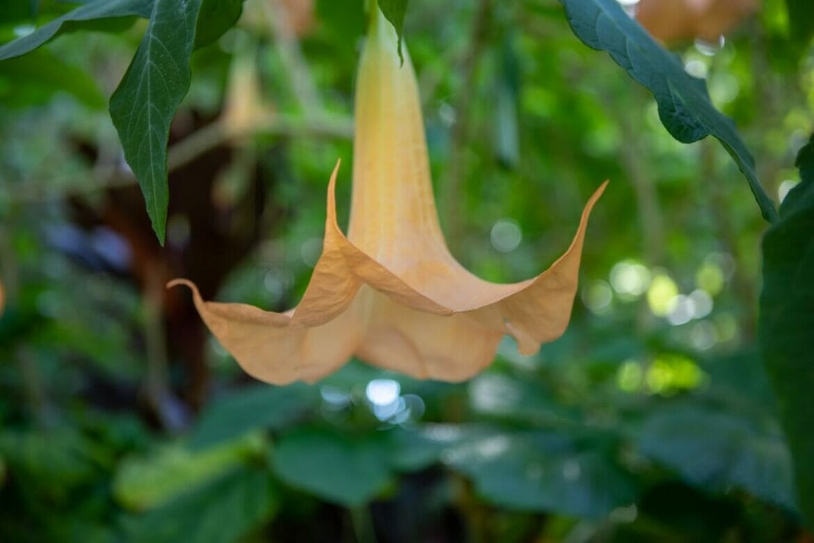 The 25 Rarest Flowers in the World - Petal Republic