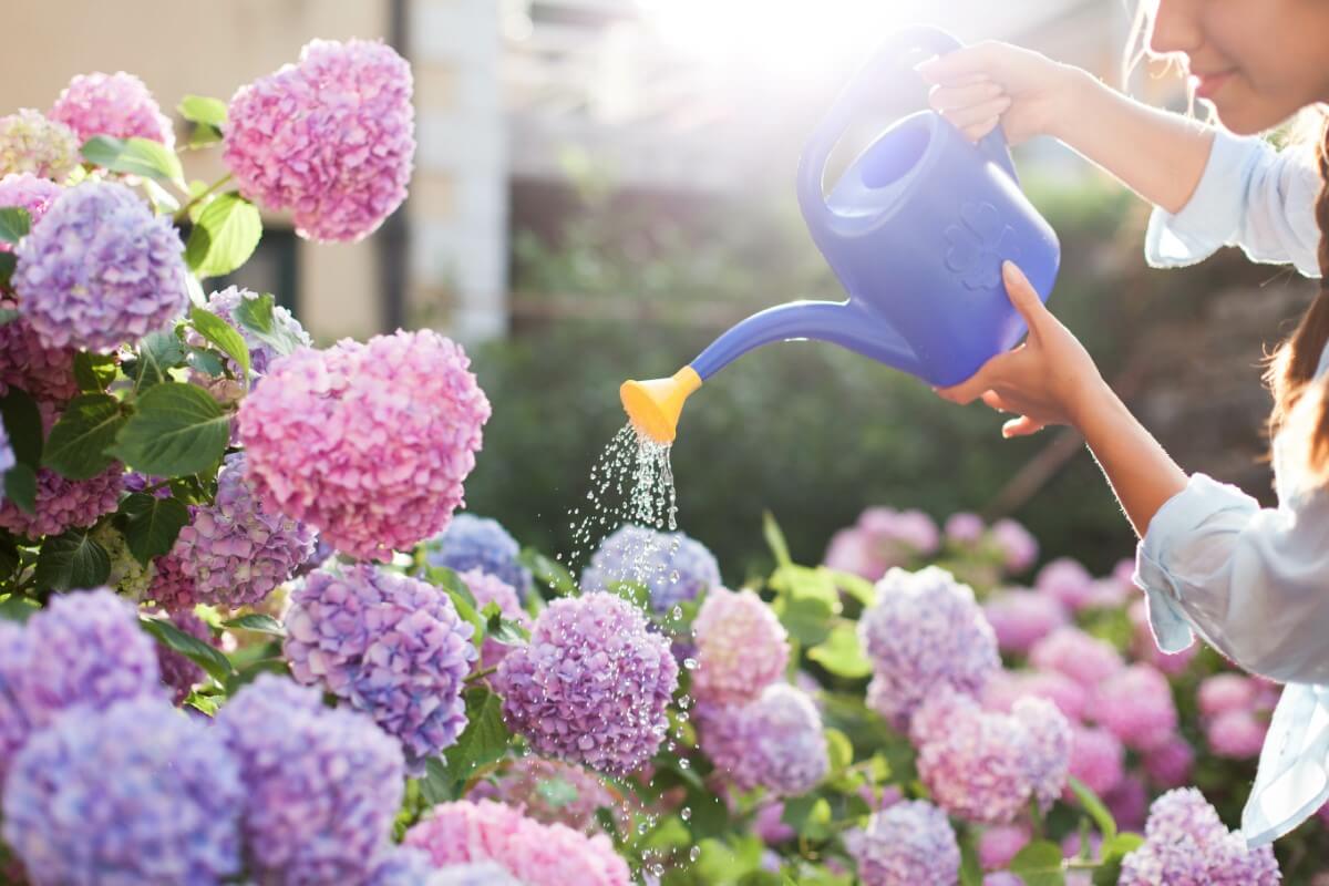 How to Grow Hydrangeas: A Complete Guide - Petal Republic