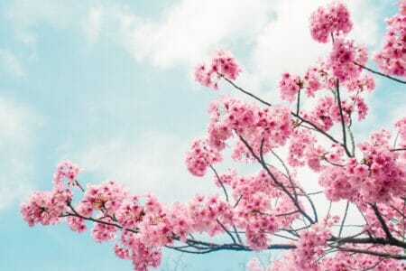 Ultimate Guide to Hanakotoba: The Japanese Language of Flowers - Petal ...