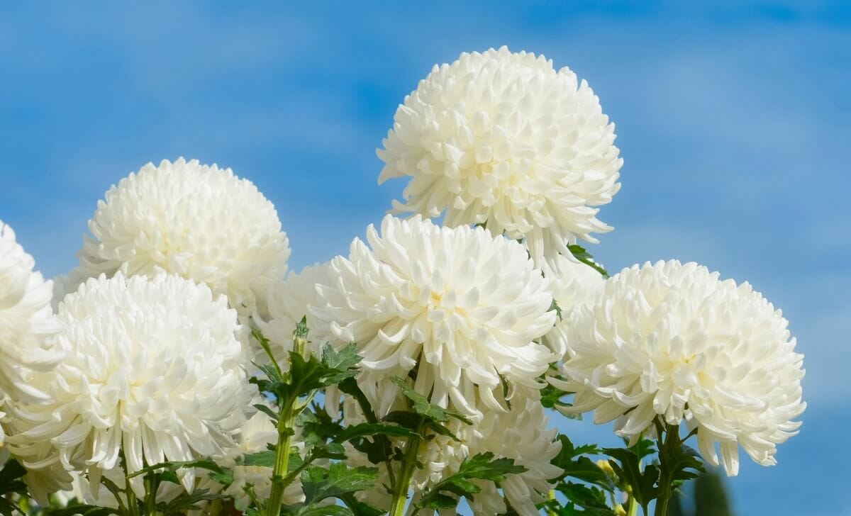 75 White Flower Types with Names and Pictures - Petal Republic
