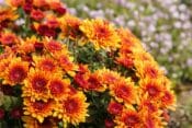 Ultimate Guide to Hanakotoba: The Japanese Language of Flowers - Petal ...