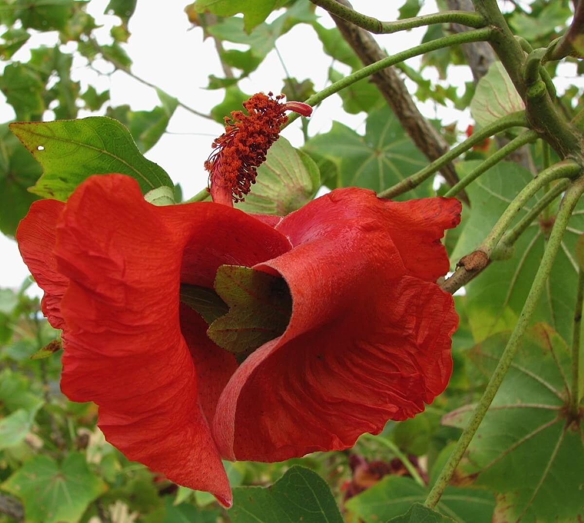 The 25 Rarest Flowers in the World - Petal Republic