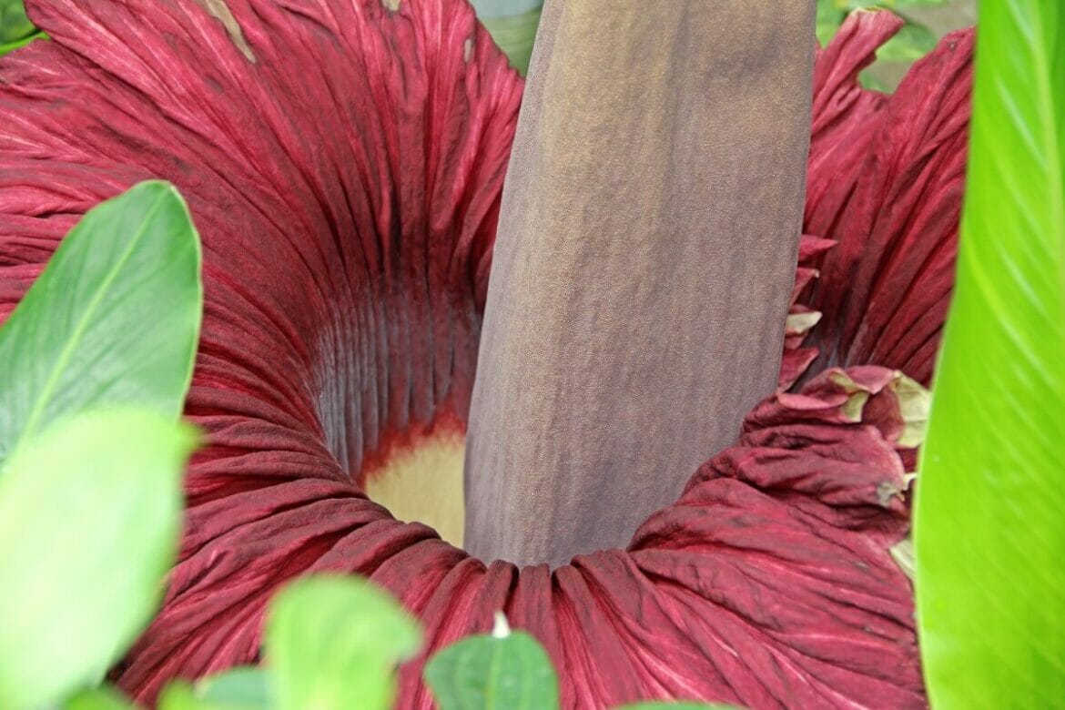 The 25 Rarest Flowers in the World - Petal Republic