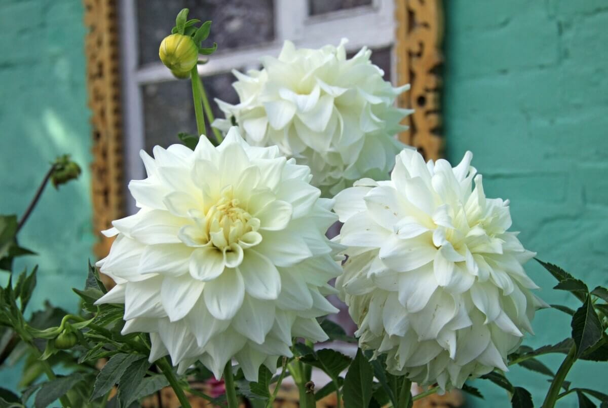 75 White Flower Types with Names and Pictures - Petal Republic