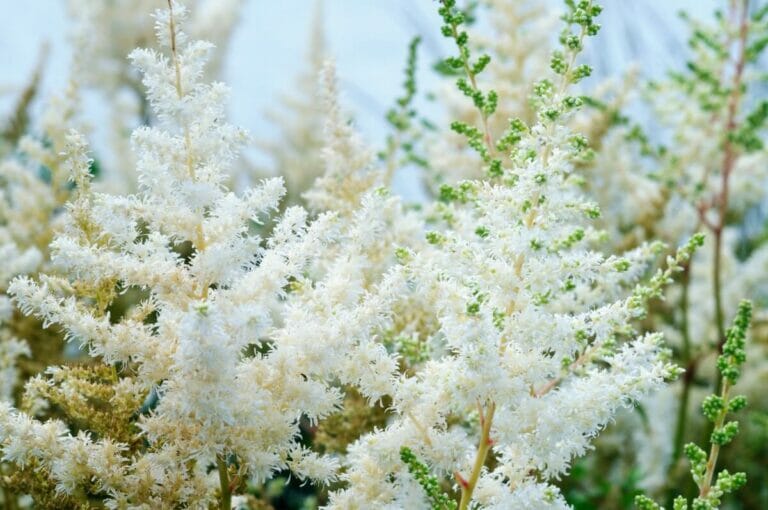 How to Grow and Care for Astilbe Flowers - Petal Republic