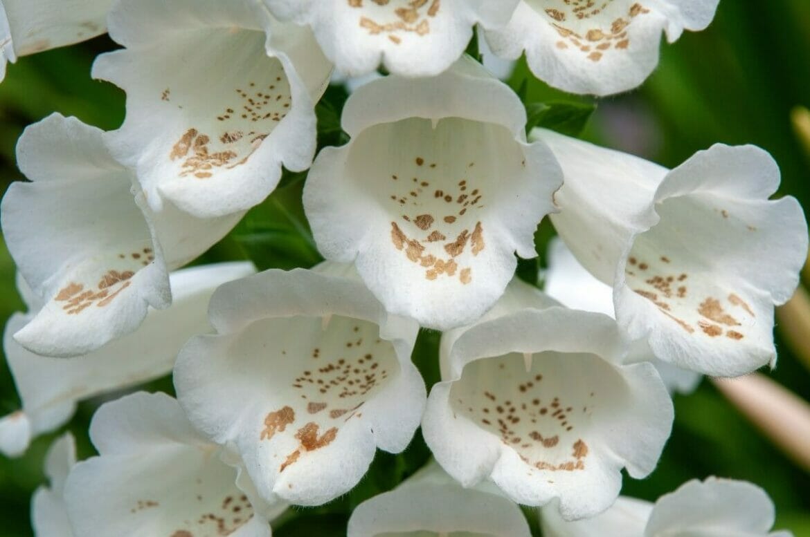 75 White Flower Types with Names and Pictures - Petal Republic
