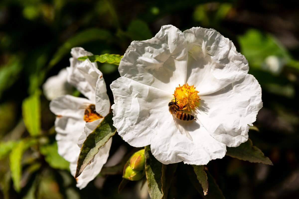 The 25 Rarest Flowers in the World - Petal Republic