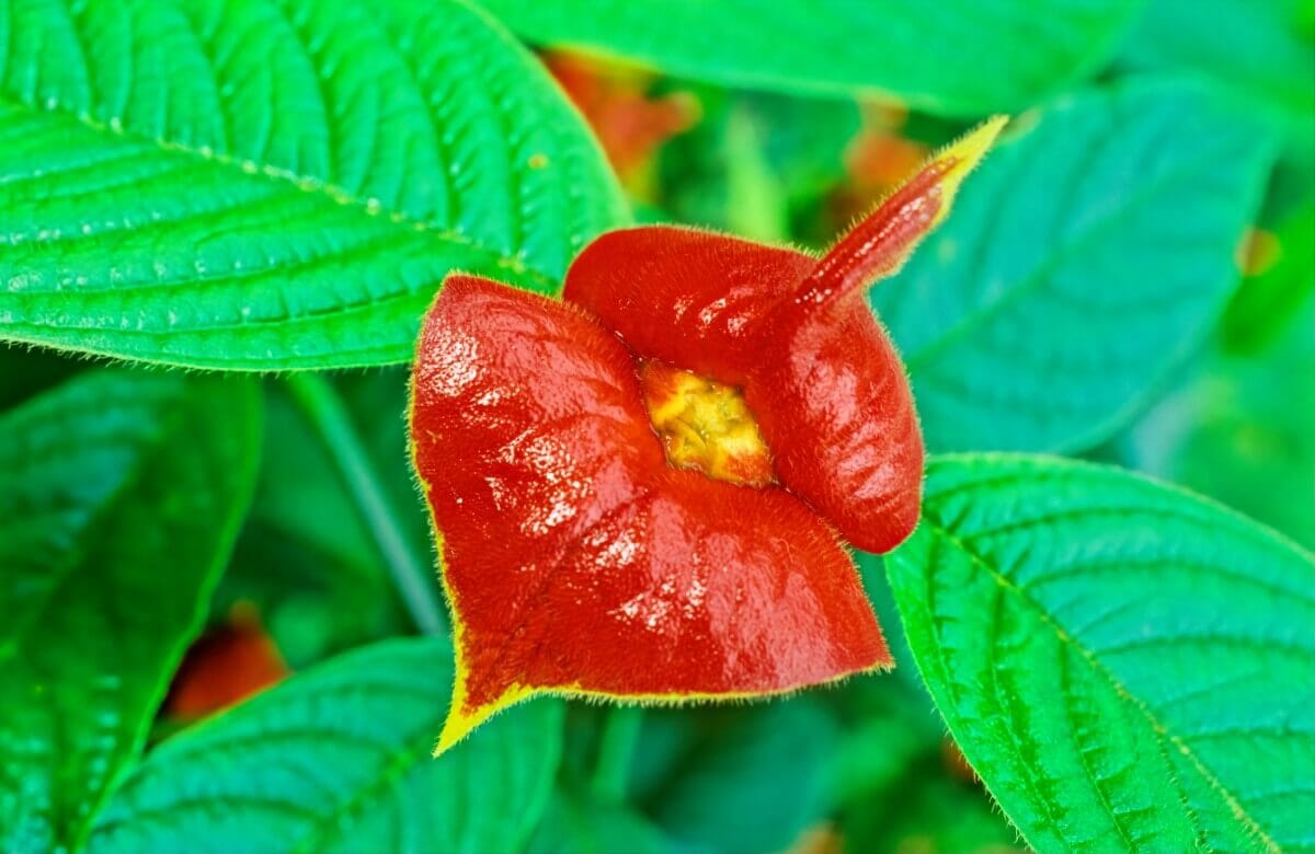 The 25 Rarest Flowers in the World - Petal Republic