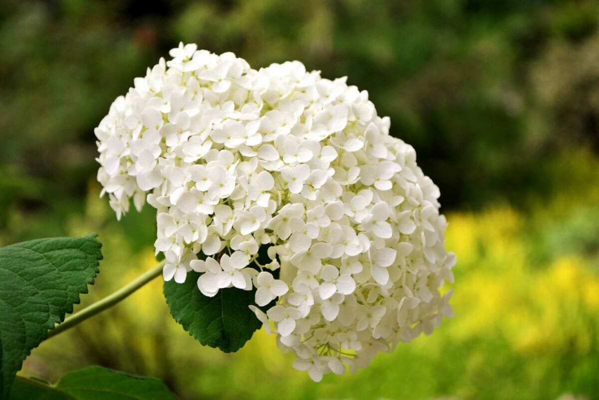 Hydrangea 101: Simple Growing Techniques for Beginners - Petal Republic