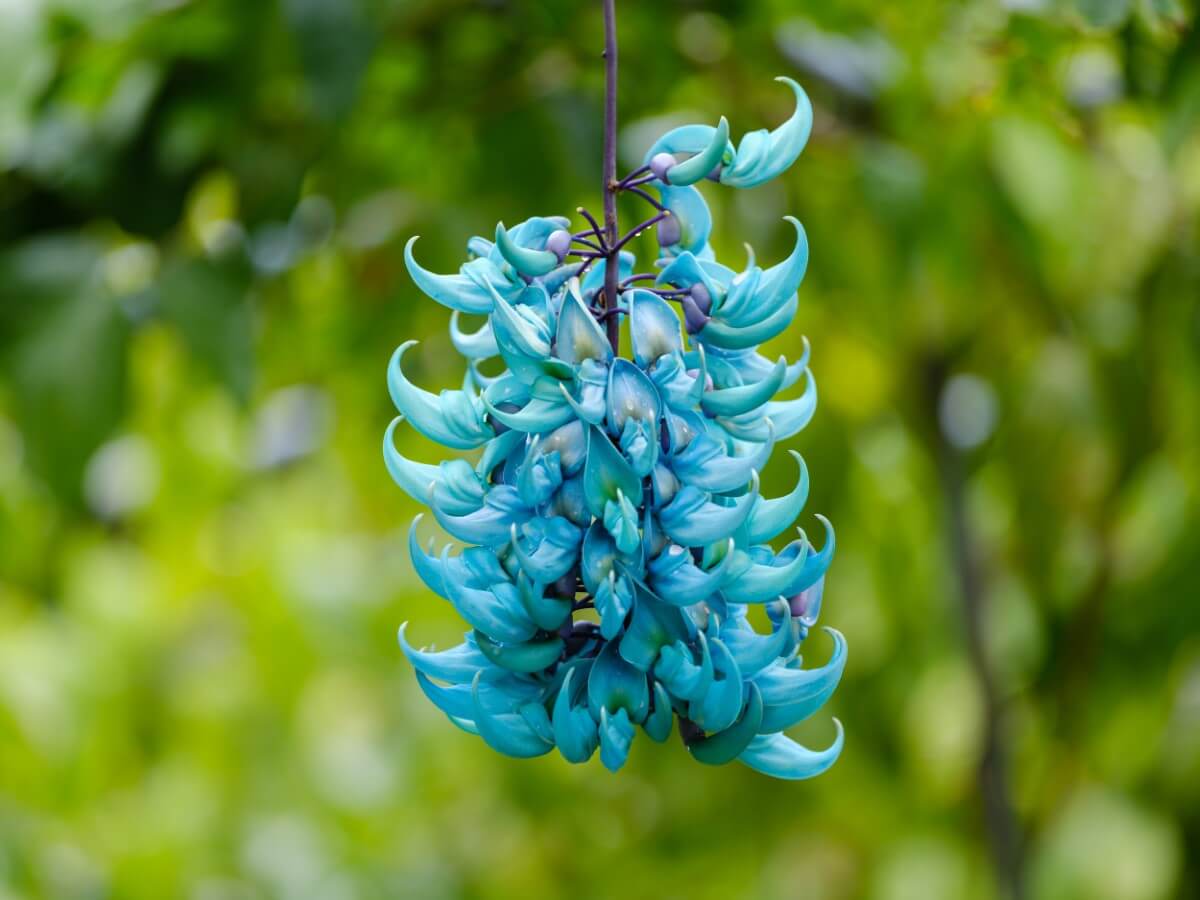 The 25 Rarest Flowers in the World - Petal Republic