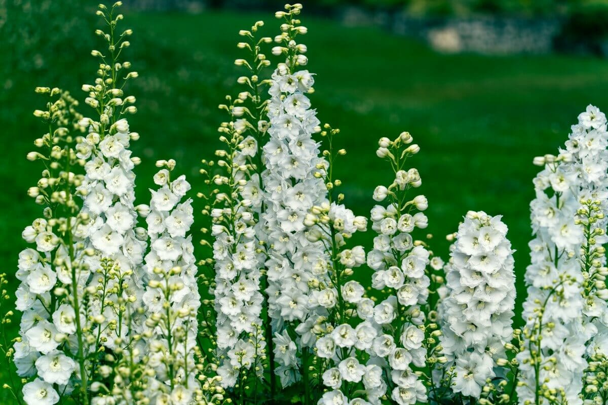 75 White Flower Types with Names and Pictures - Petal Republic