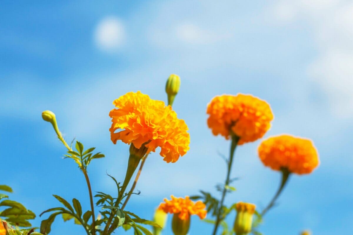 How to Grow Marigolds in Your Garden - Petal Republic