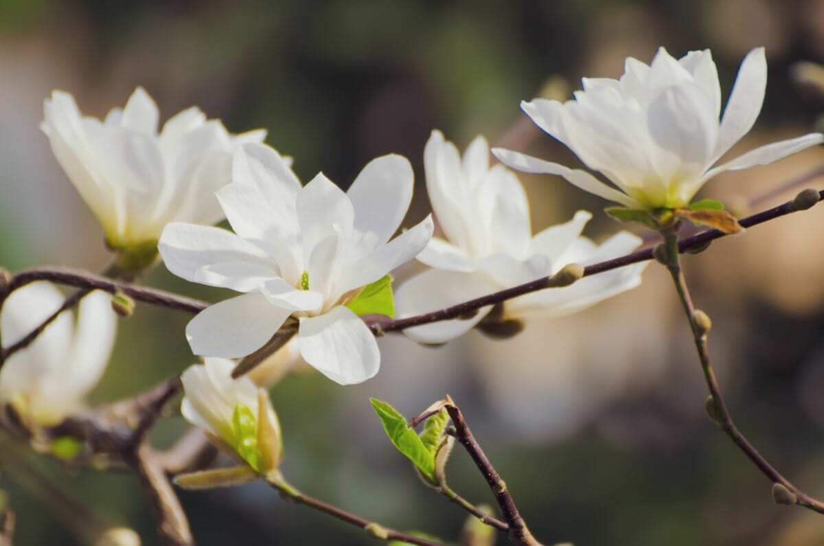 75 White Flower Types with Names and Pictures - Petal Republic