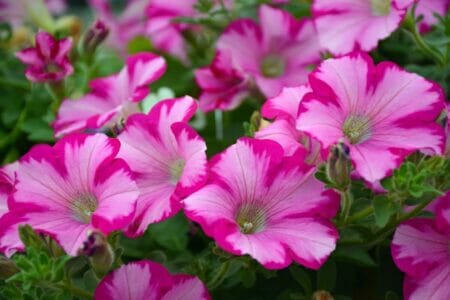 Petunia Flower Meaning and Symbolism in Floriography