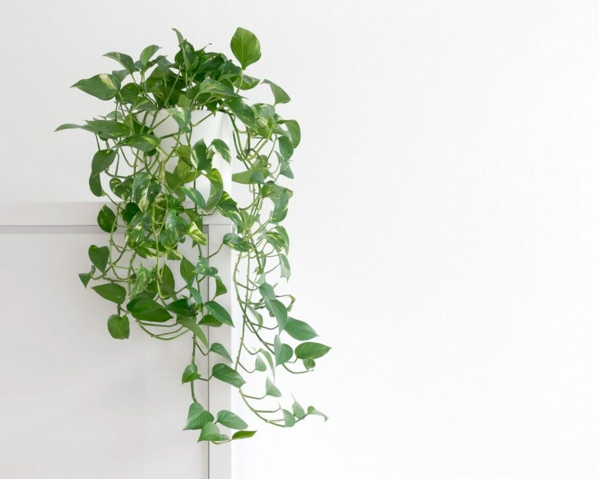 Where to Position Pothos Plants in the Home - Petal Republic