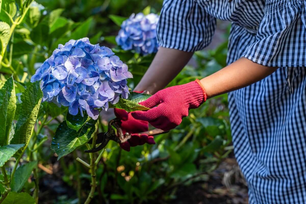 How to Grow Hydrangeas: A Complete Guide - Petal Republic