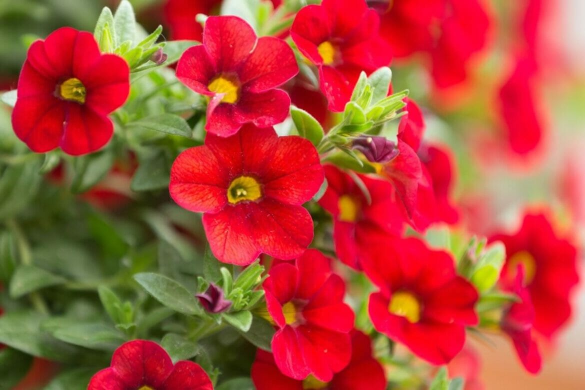 Petunia Flower Meaning and Symbolism in Floriography
