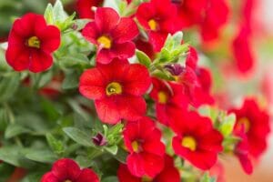 Petunia Flower Meaning and Symbolism in Floriography