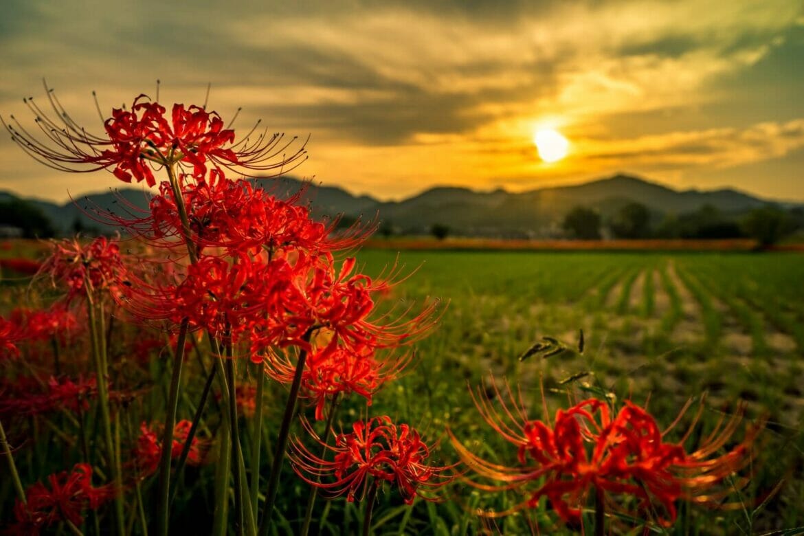 Red Spider Lily Meaning in the Language of Flowers - Petal Republic