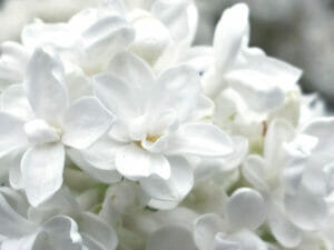 The Meaning and Symbolism of White Flowers - Petal Republic
