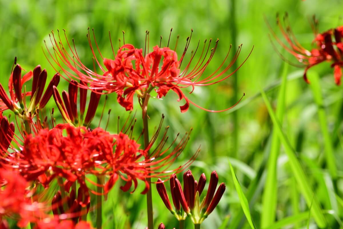 The Fiery Beauty What The Red Spider Lily Symbolizes Petal Republic