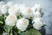 The Meaning and Symbolism of White Flowers - Petal Republic
