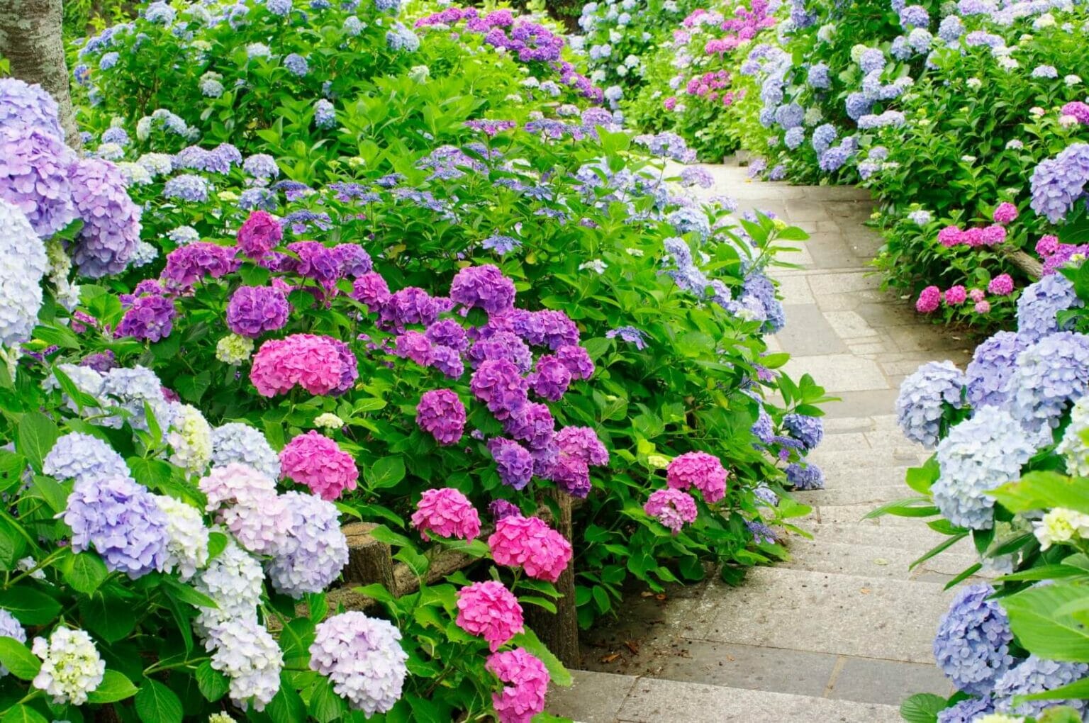 How to Grow Hydrangeas: A Complete Guide - Petal Republic