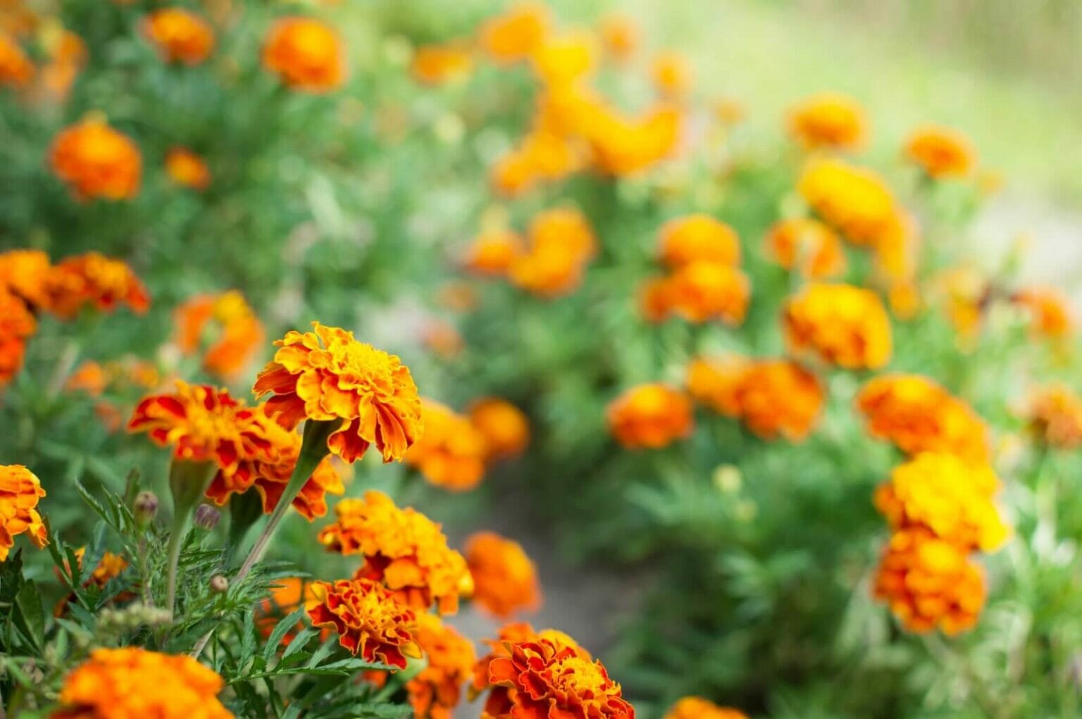 How to Grow Marigolds in Your Garden - Petal Republic