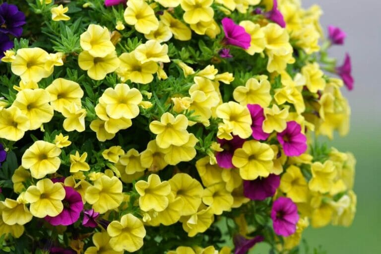 Petunia Flower Meaning and Symbolism in Floriography