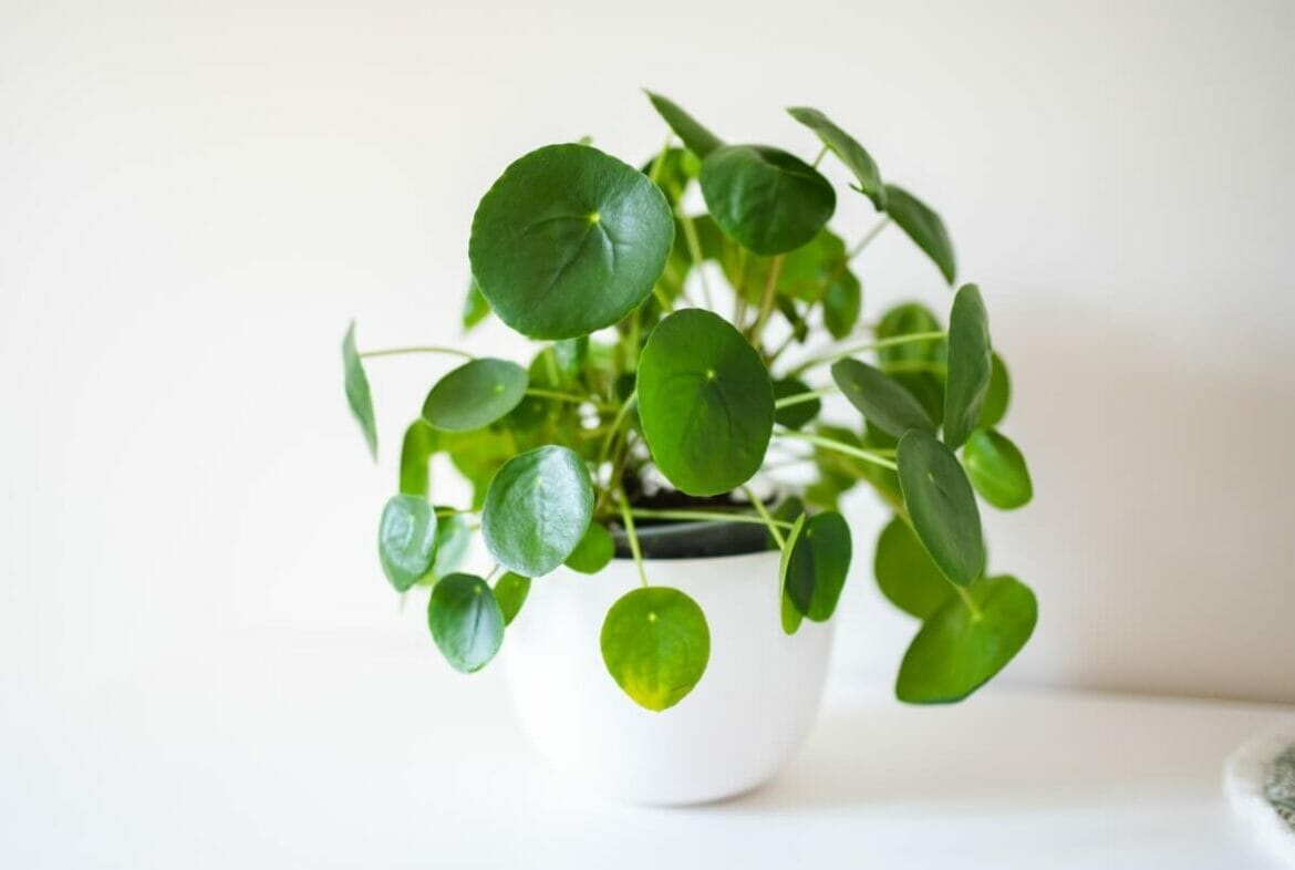 Pilea peperomioides Meaning and Symbolism - Petal Republic