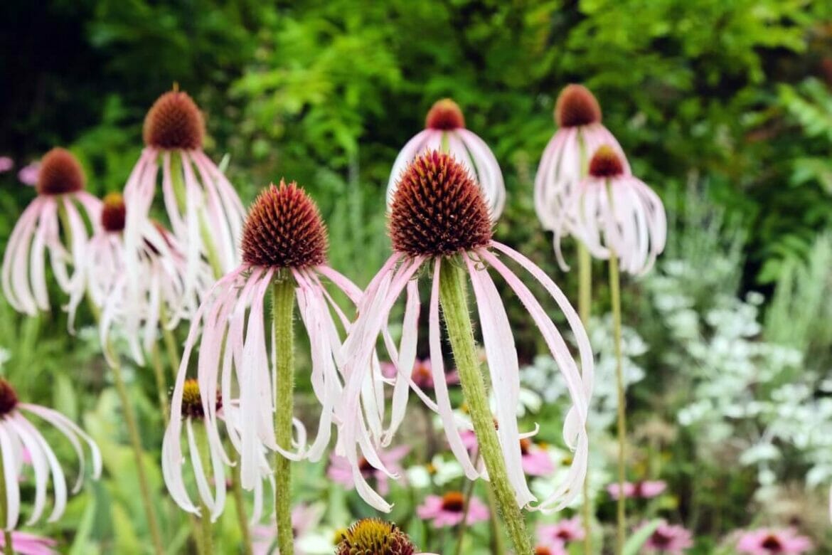 30 Stunning Types of Coneflower to Grow at Home - Petal Republic