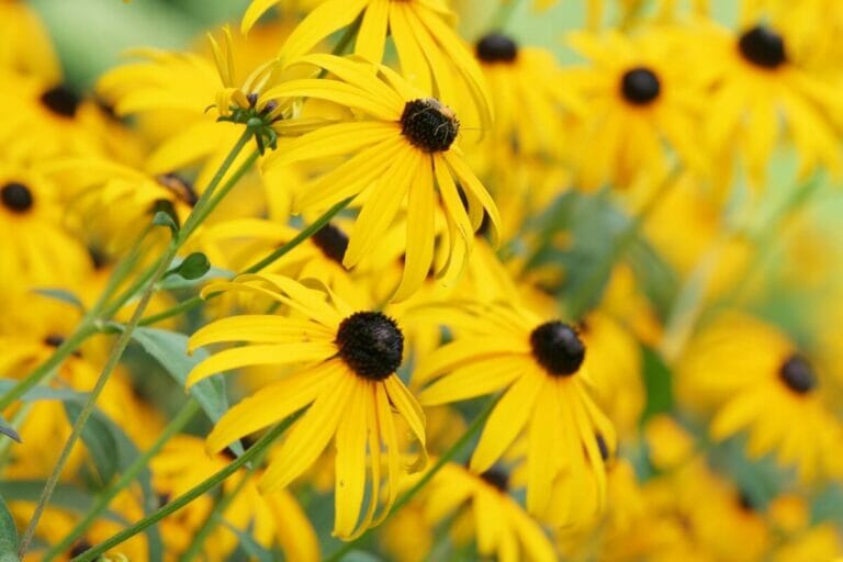 30 Stunning Types of Coneflower to Grow at Home - Petal Republic