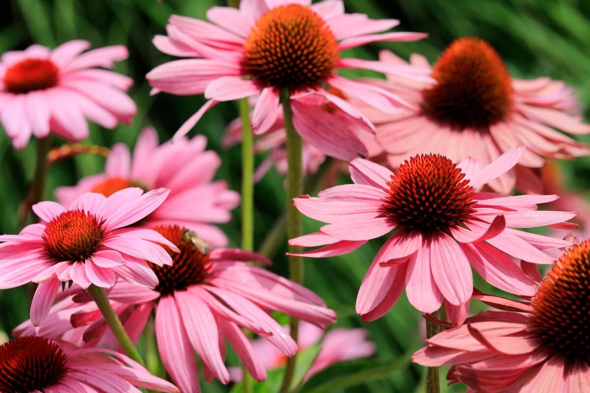 30 Stunning Types of Coneflower to Grow at Home - Petal Republic