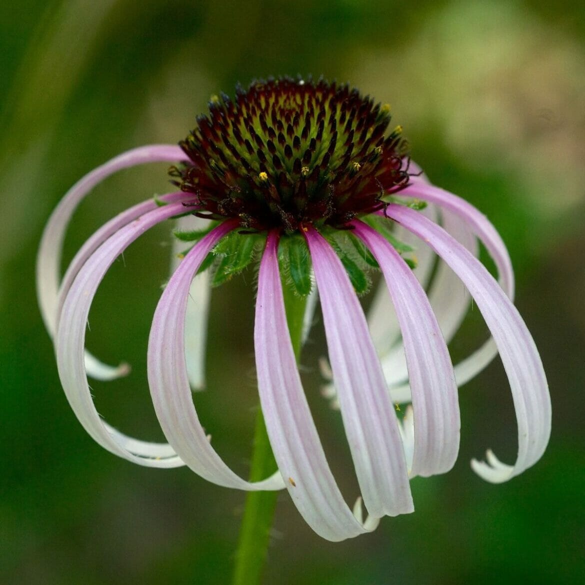 30 Stunning Types of Coneflower to Grow at Home - Petal Republic