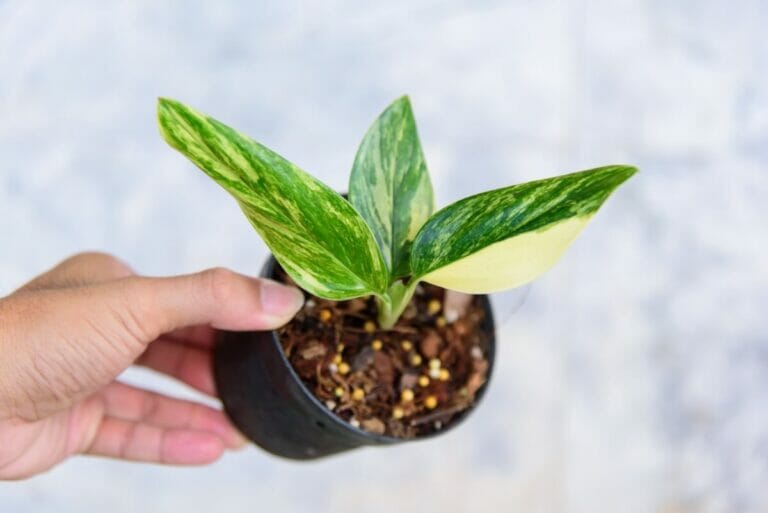 Ultimate Guide to Monstera standleyana Plant Care - Petal Republic