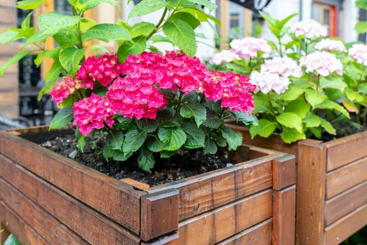 Creating the Perfect Soil for Hydrangeas: Tips and Tricks - Petal Republic