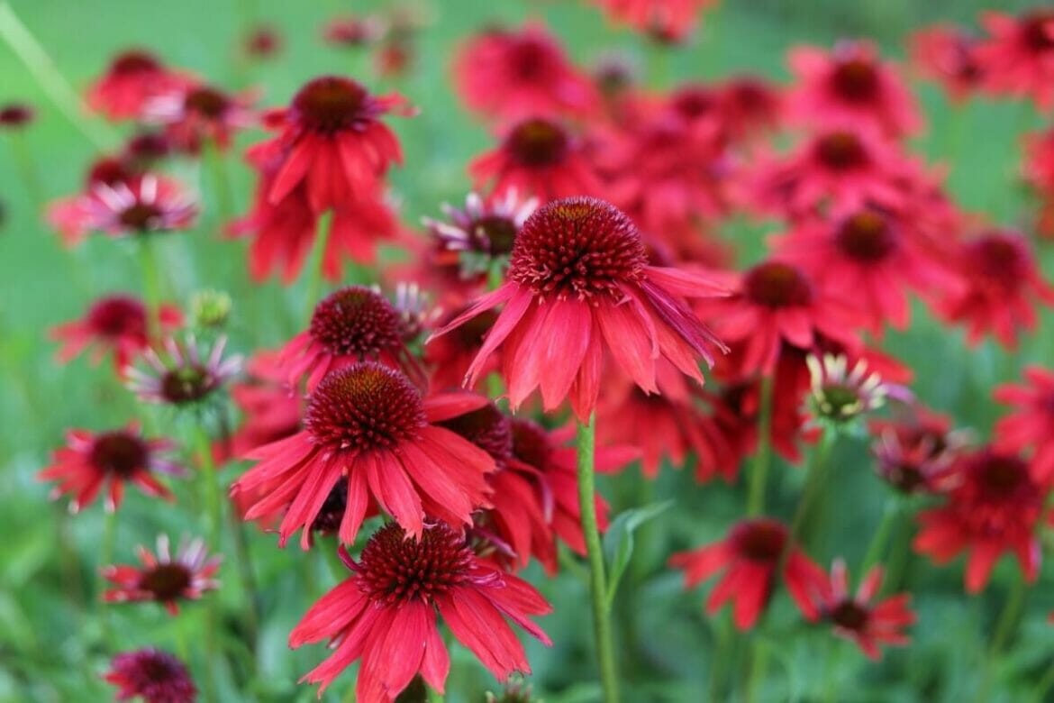 Every Coneflower Color – From Classic Purple to Rare Rainbow Hybrids ...