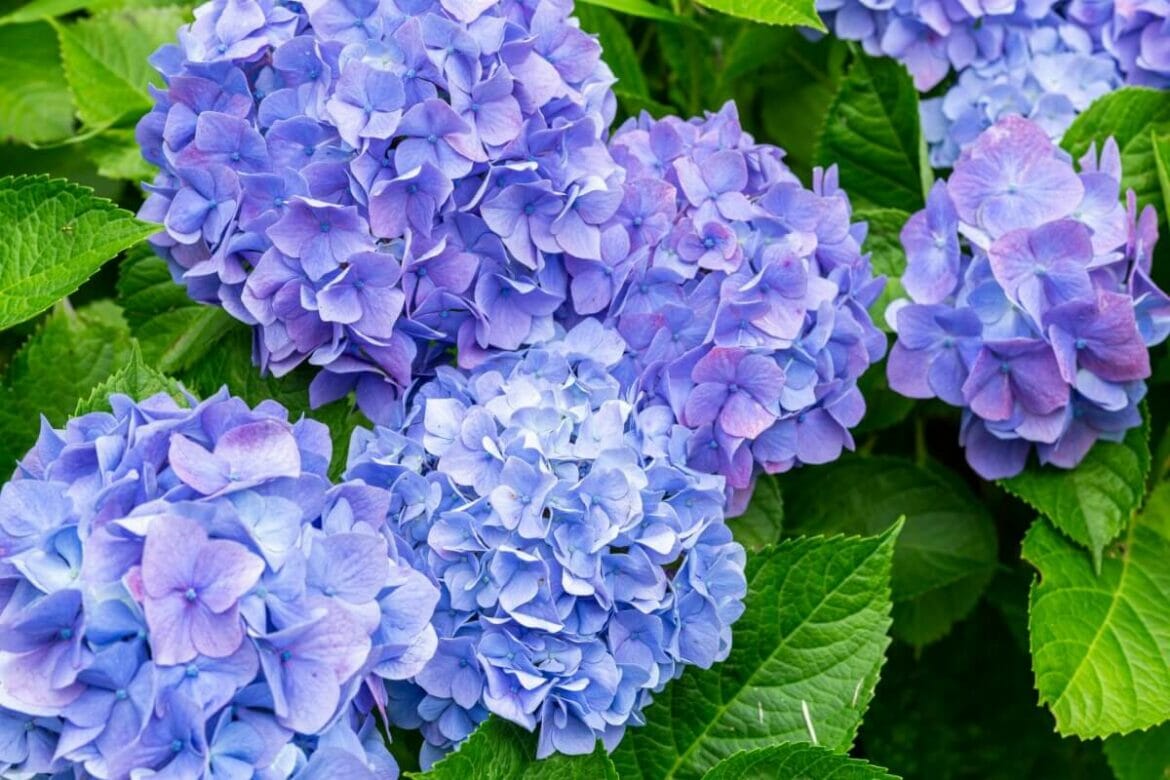 Creating the Perfect Soil for Hydrangeas: Tips and Tricks - Petal Republic