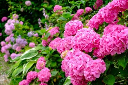 Creating the Perfect Soil for Hydrangeas: Tips and Tricks - Petal Republic