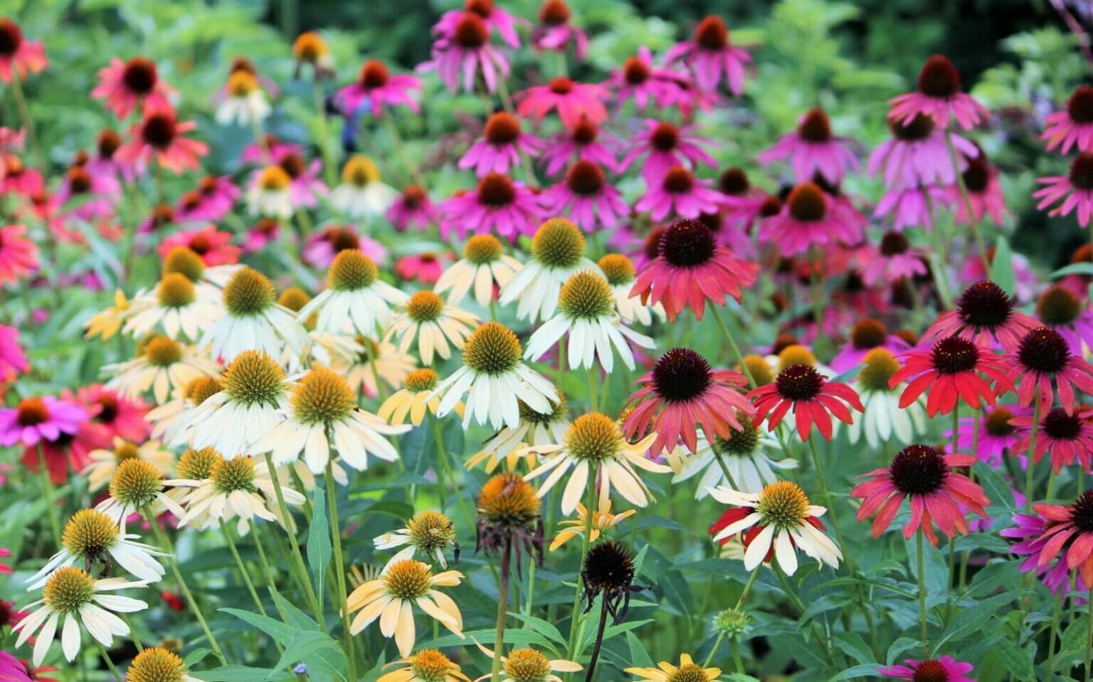 Every Coneflower Color – From Classic Purple to Rare Rainbow Hybrids ...