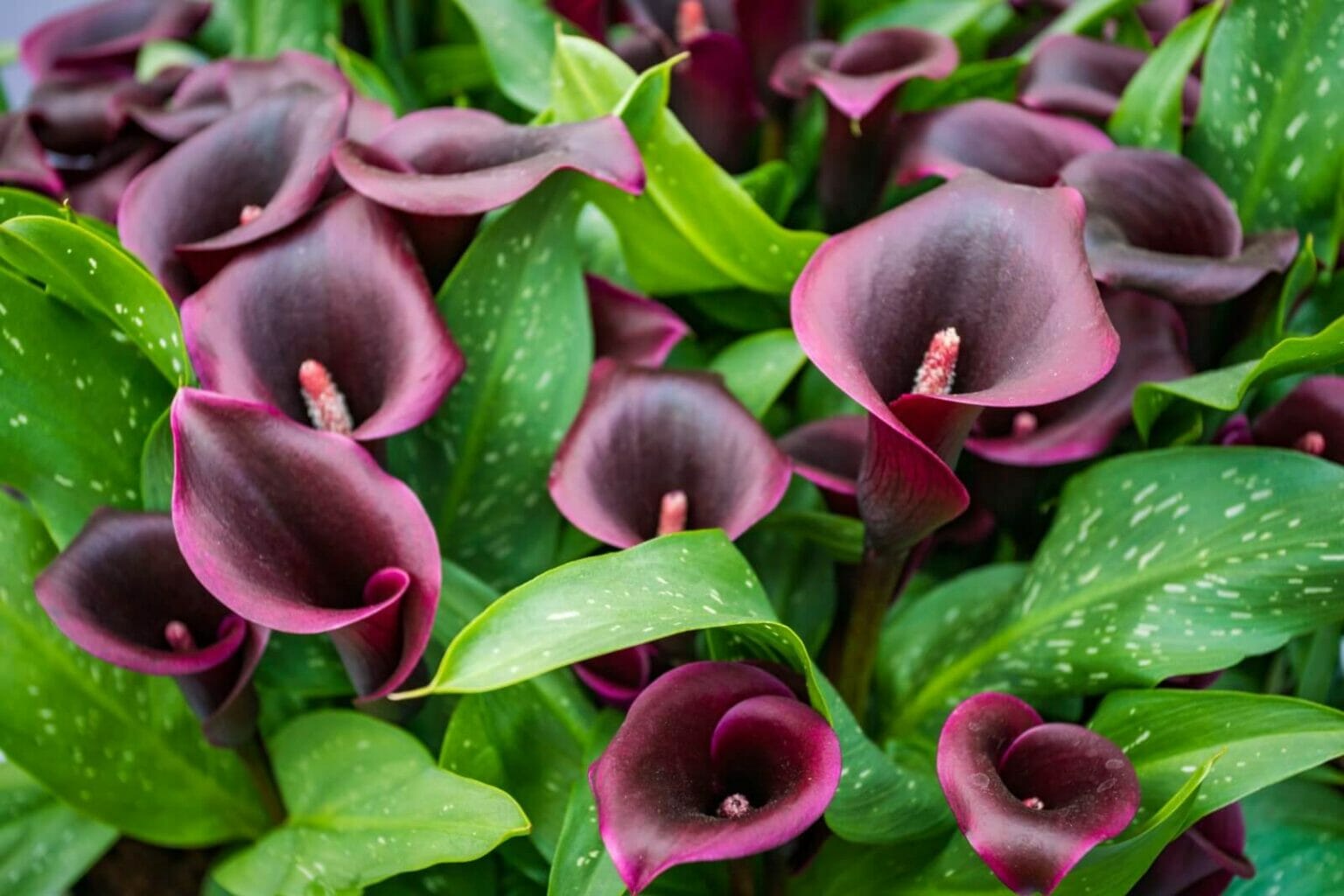 10 Highly-Toxic Plants You Likely Have Growing In Your Garden - Petal ...