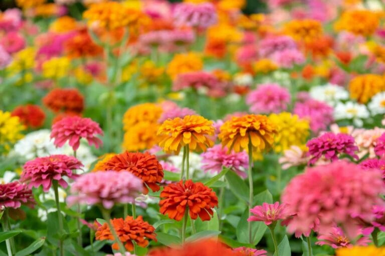 43 Popular Types of Zinnia Flowers - Petal Republic