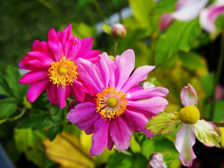 30 Popular Types of Anemone Flowers - Petal Republic