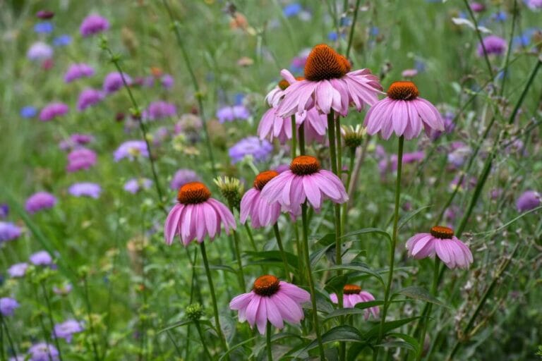 How to Cut Coneflowers for a Vase or Bouquet - Petal Republic